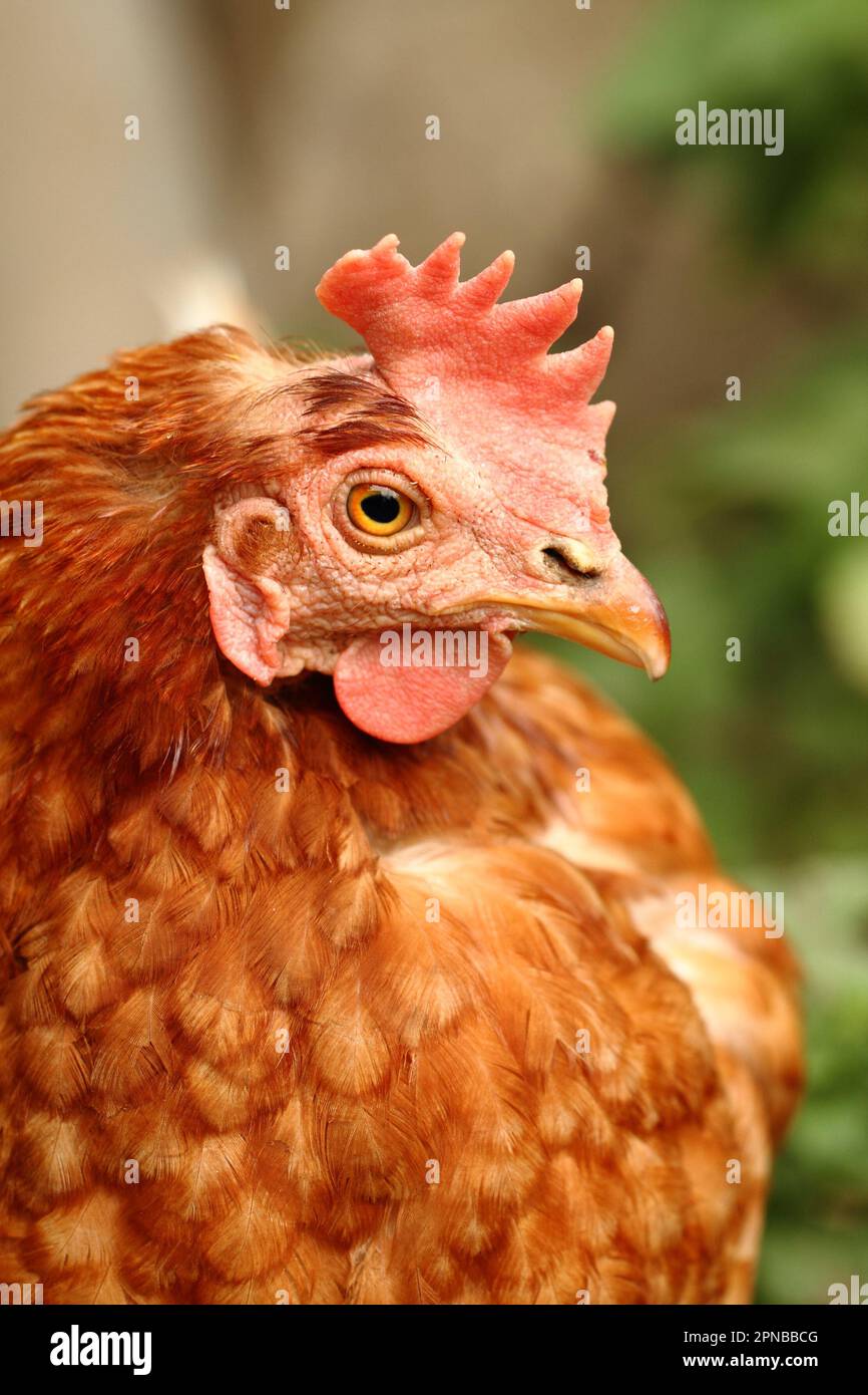 red chicken from small home animal farm Stock Photo - Alamy