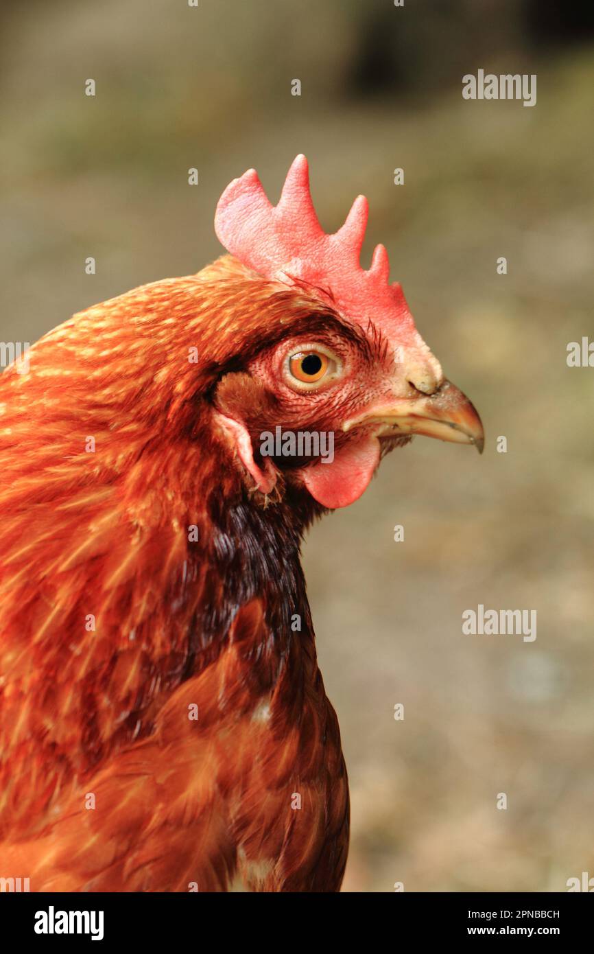 red chicken from small home animal farm Stock Photo - Alamy