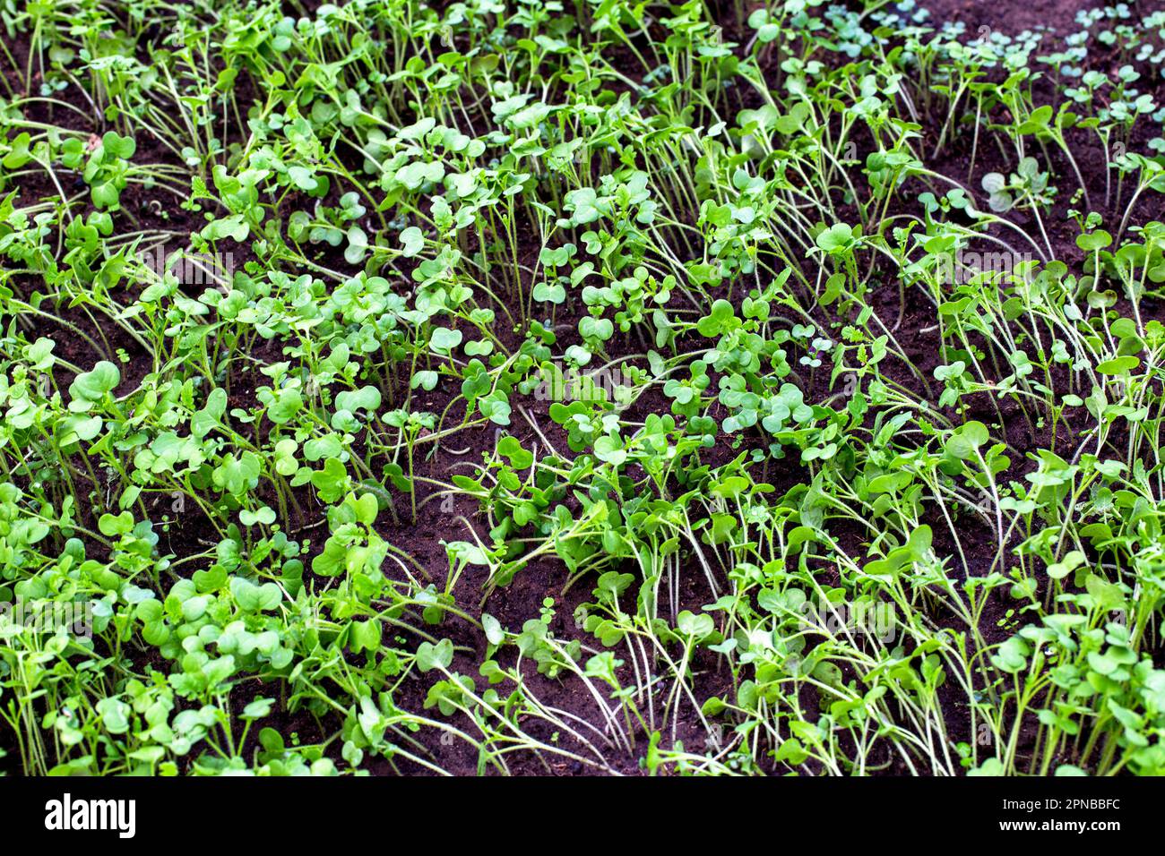 Green plant oil radish. A plant that sits in the soil in a greenhouse ...