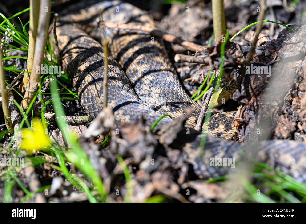 Common european adder viper with zigzag pattern Stock Photo - Alamy