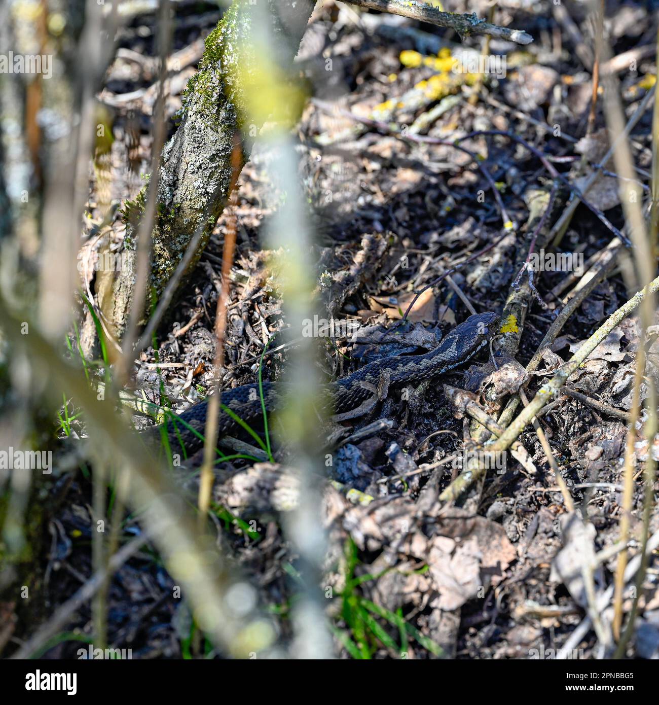Common european adder viper with zigzag pattern Stock Photo - Alamy