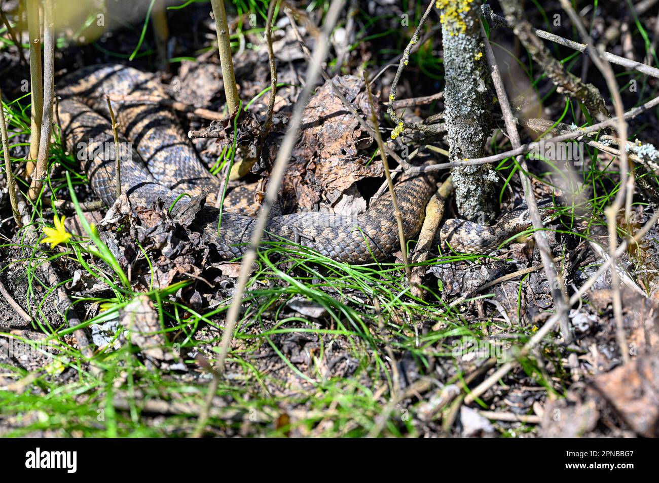 Common european adder viper with zigzag pattern Stock Photo - Alamy