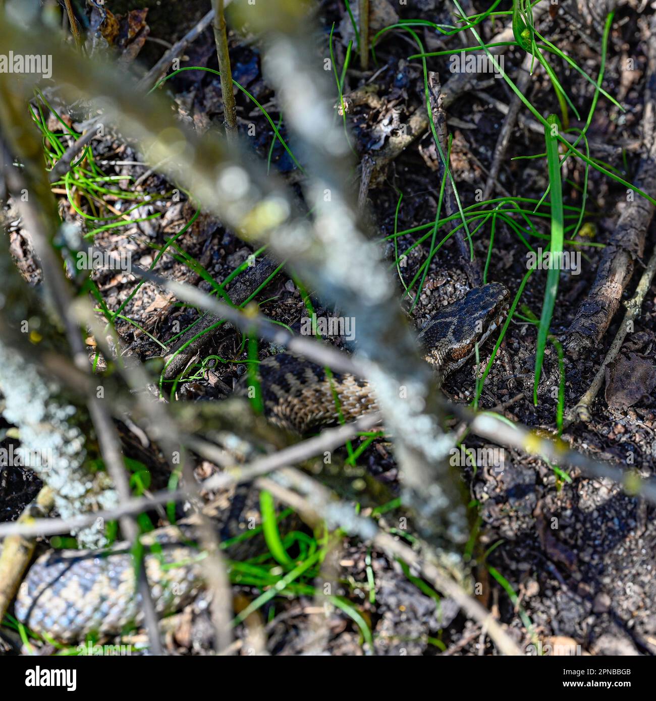 Common european adder viper with zigzag pattern Stock Photo - Alamy