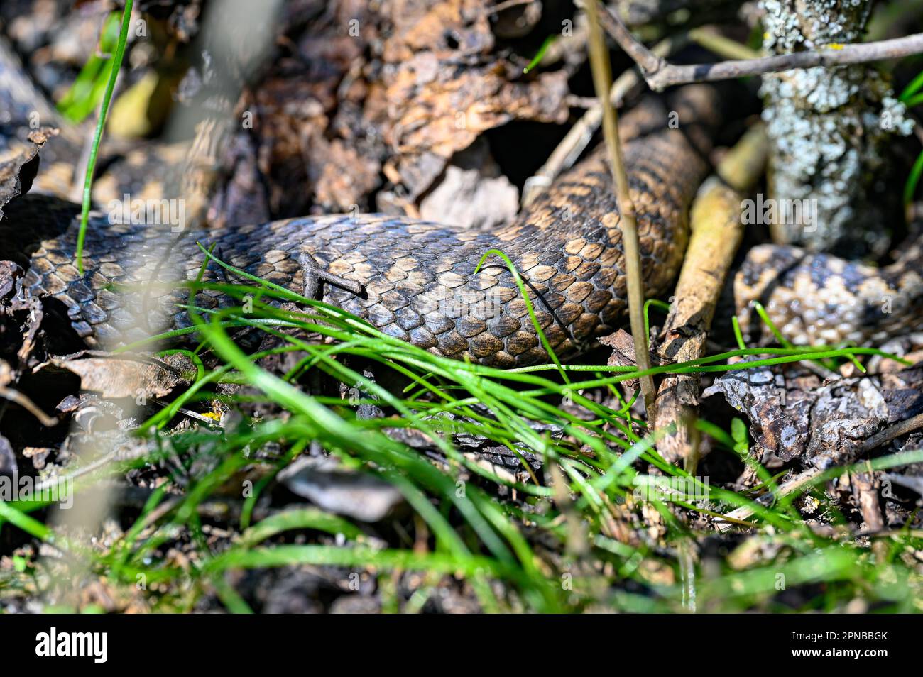 Common european adder viper with zigzag pattern Stock Photo - Alamy