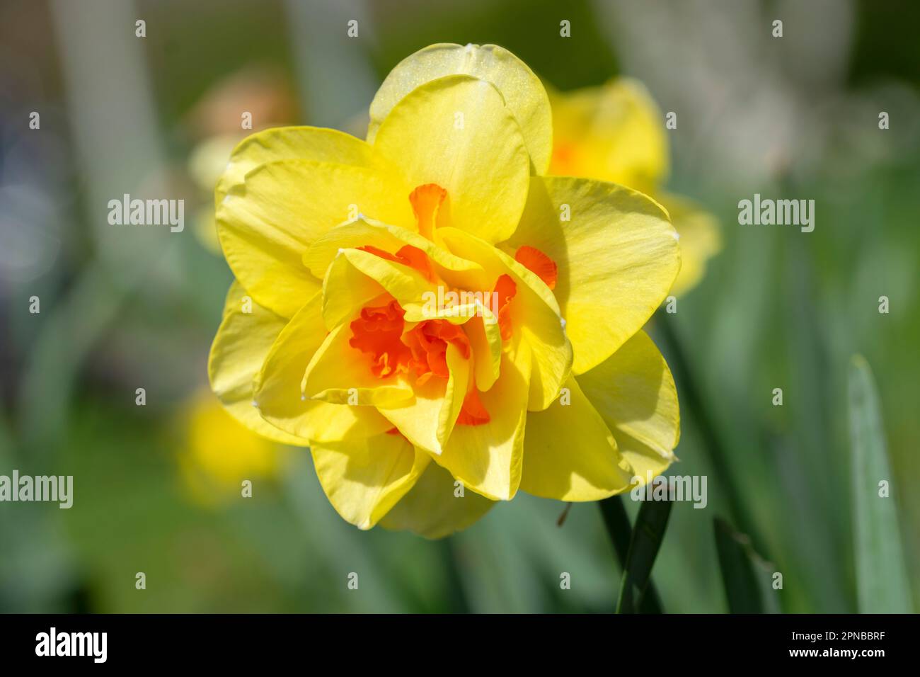Close Up Yellow And Orange Narcissus Flower At Amsterdam The ...