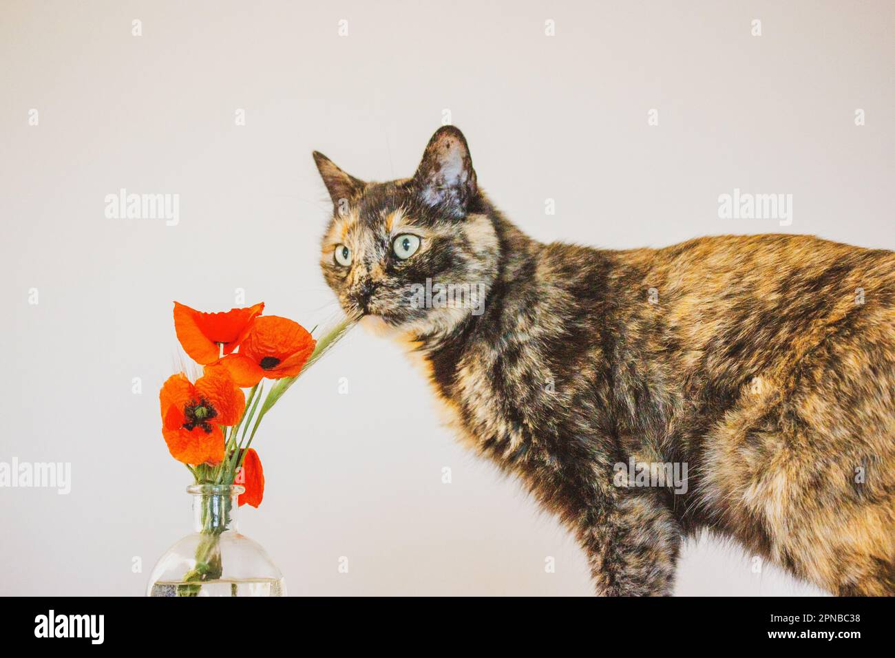 Beautiful multicolored black orange tortoiseshell cat with green eyes ...