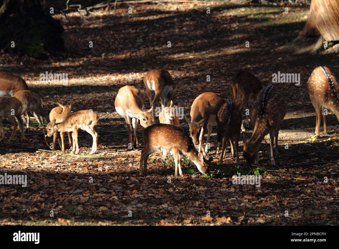 Your dear family hi-res stock photography and images - Alamy