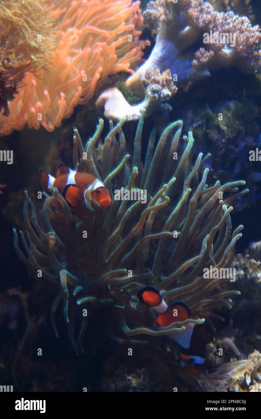 clown fish nemo with natural colar background Stock Photo - Alamy