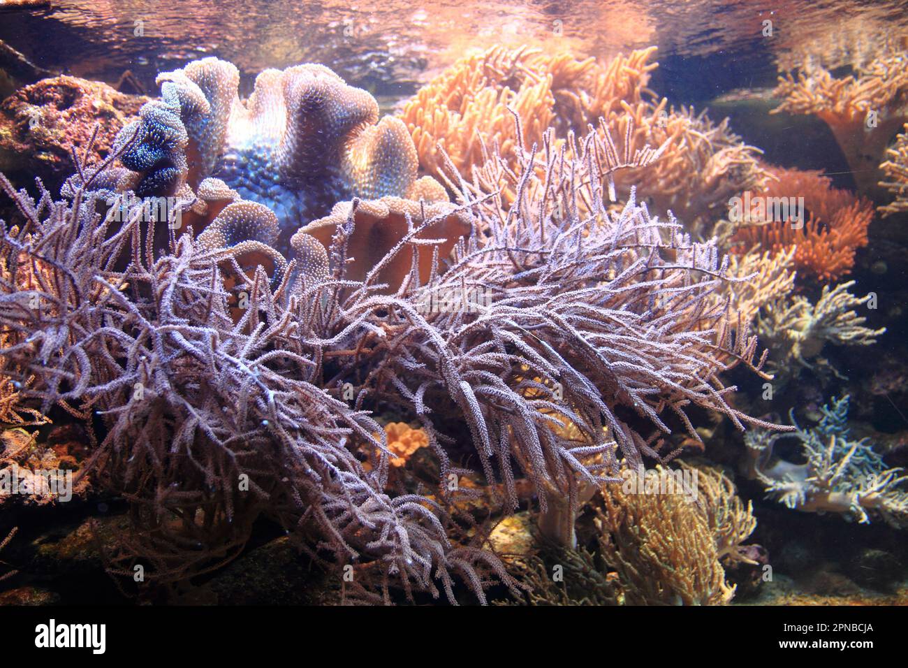 coral sea as very nice natural background Stock Photo - Alamy