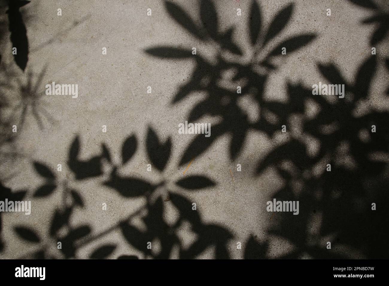 Sunshine backdrop hi-res stock photography and images - Alamy