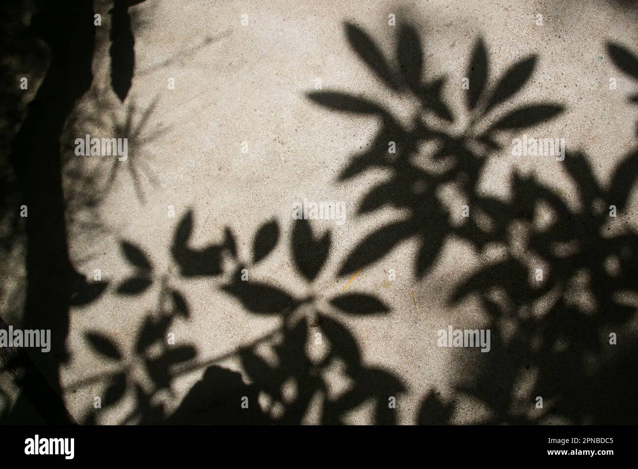 Sunshine backdrop hi-res stock photography and images - Alamy