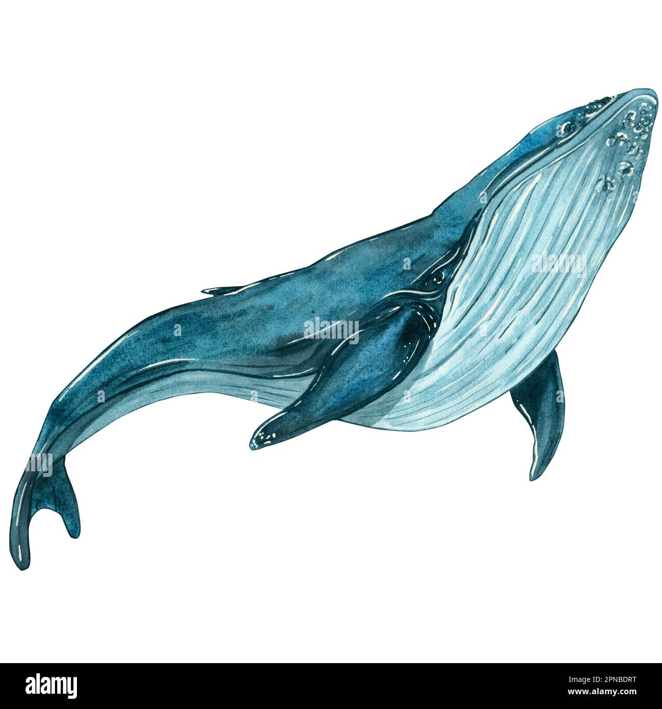 Watercolor illustration with a blue whale in motion. isolated on a ...