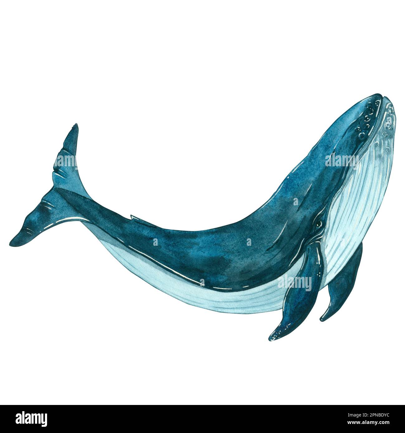 Watercolor illustration of a realistic whale in motion isolated on a ...