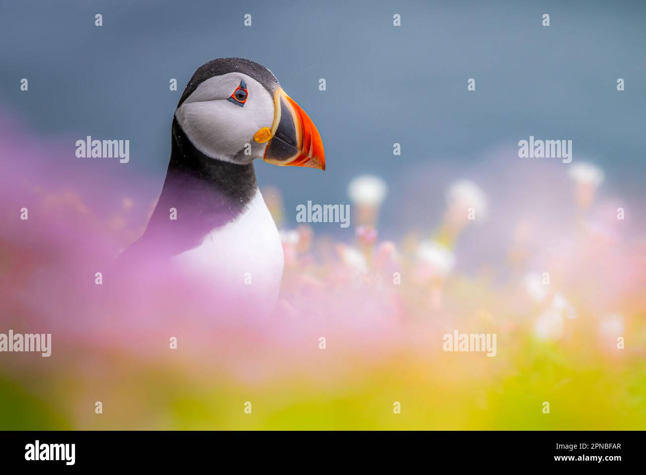Side view of Atlantic puffin bird sitting on grass among blooming ...