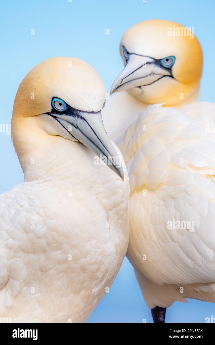 Side view of white and yellow Northern gannet birds with blue eyes and ...