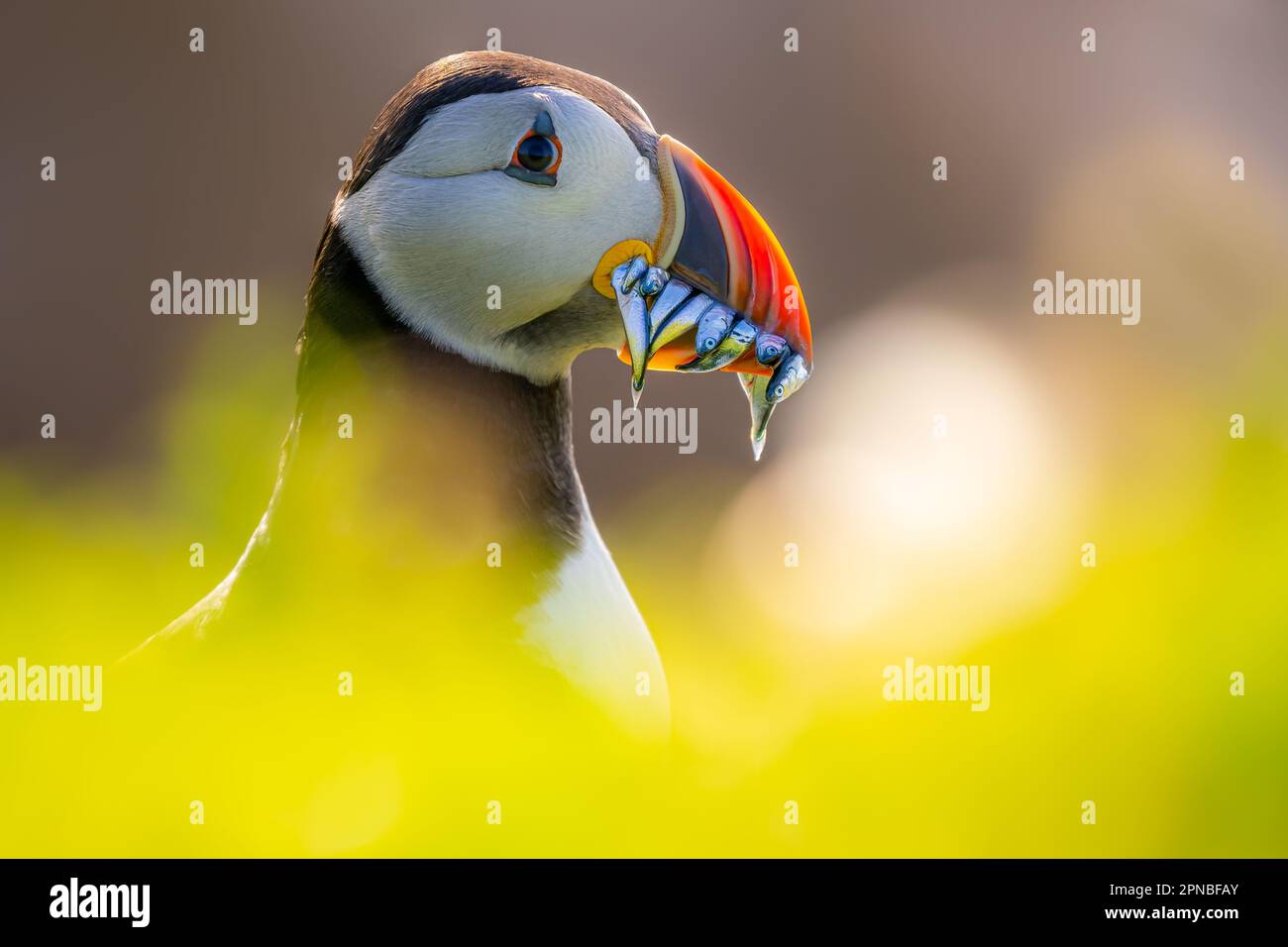 Side view of small Atlantic puffin bird with black and white plumage ...