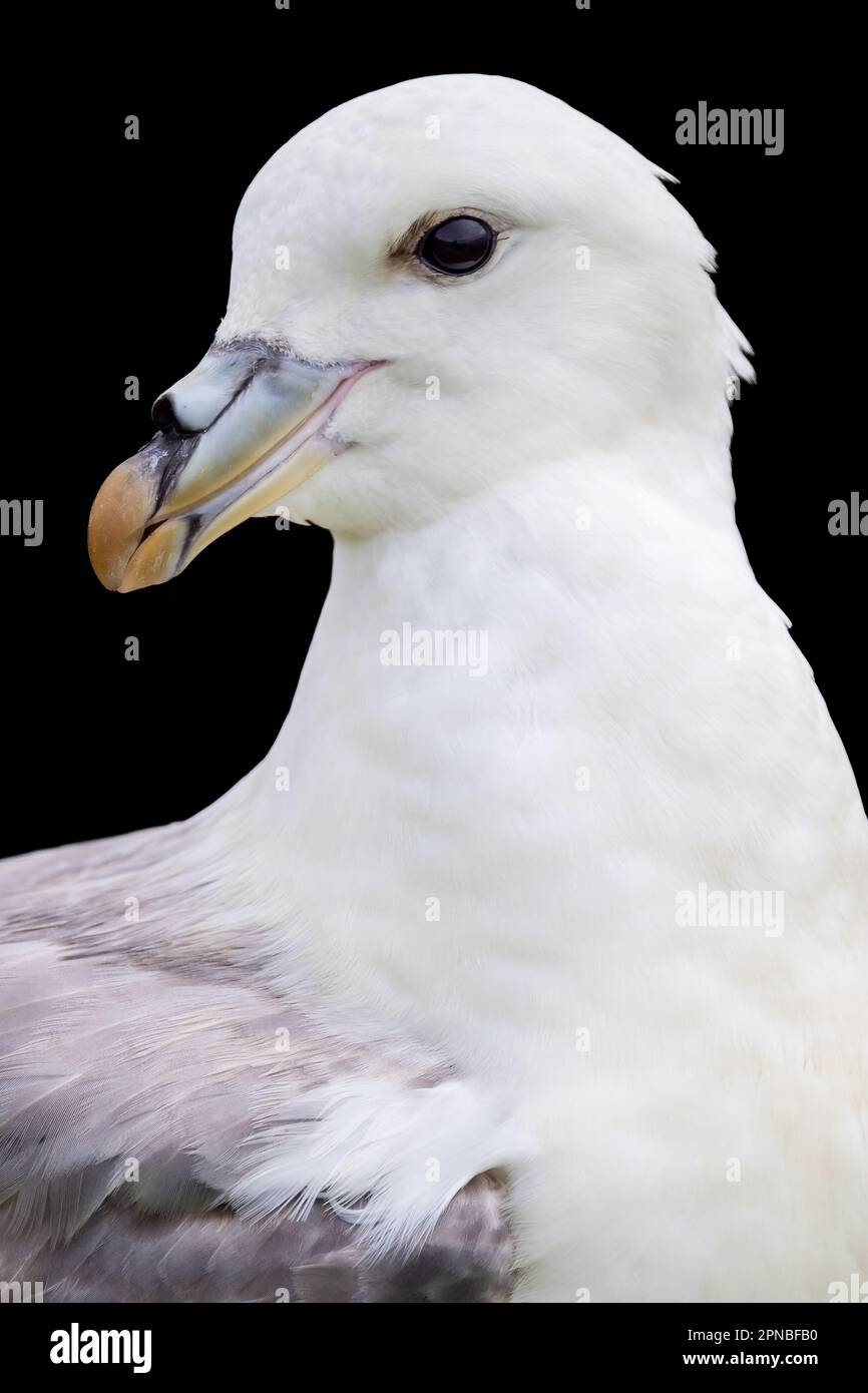 Portrait of Fulmar bird with white plumage and black eyes looking away ...