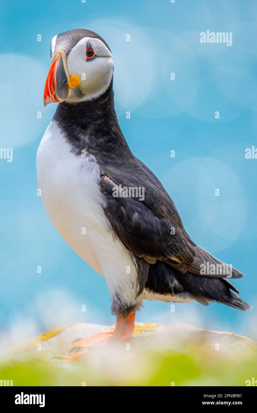 Side view of Atlantic puffin bird sitting on grass against blue ...