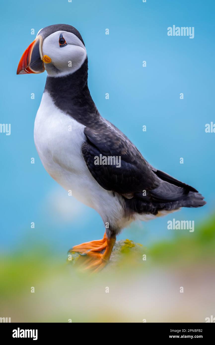 Side view of Atlantic puffin bird sitting on grass against blue ...