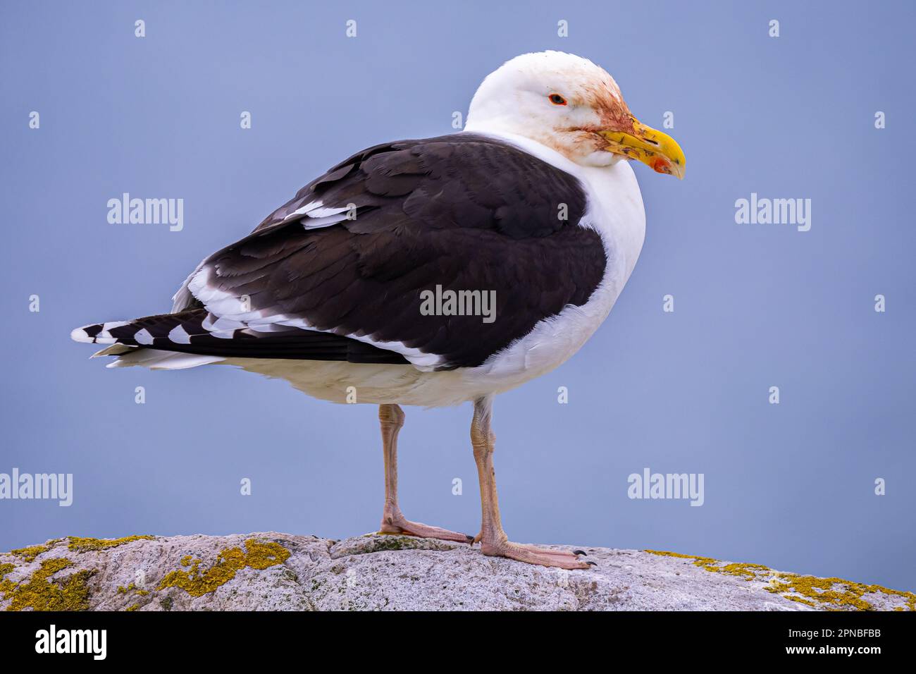Side view of black and white seagull with yellow beak standing on rough ...