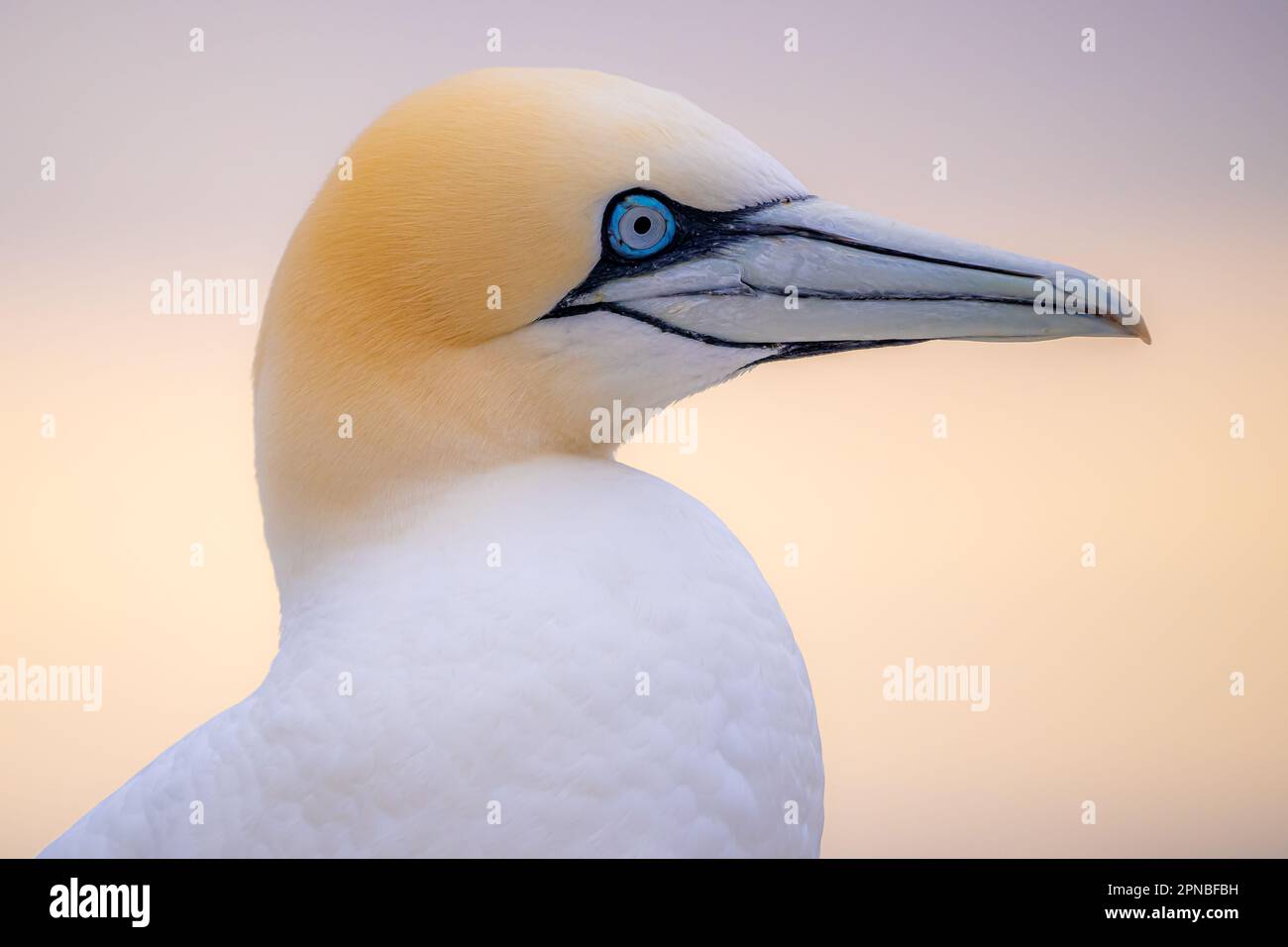 Side view of white and yellow Northern gannet bird with blue eyes and ...