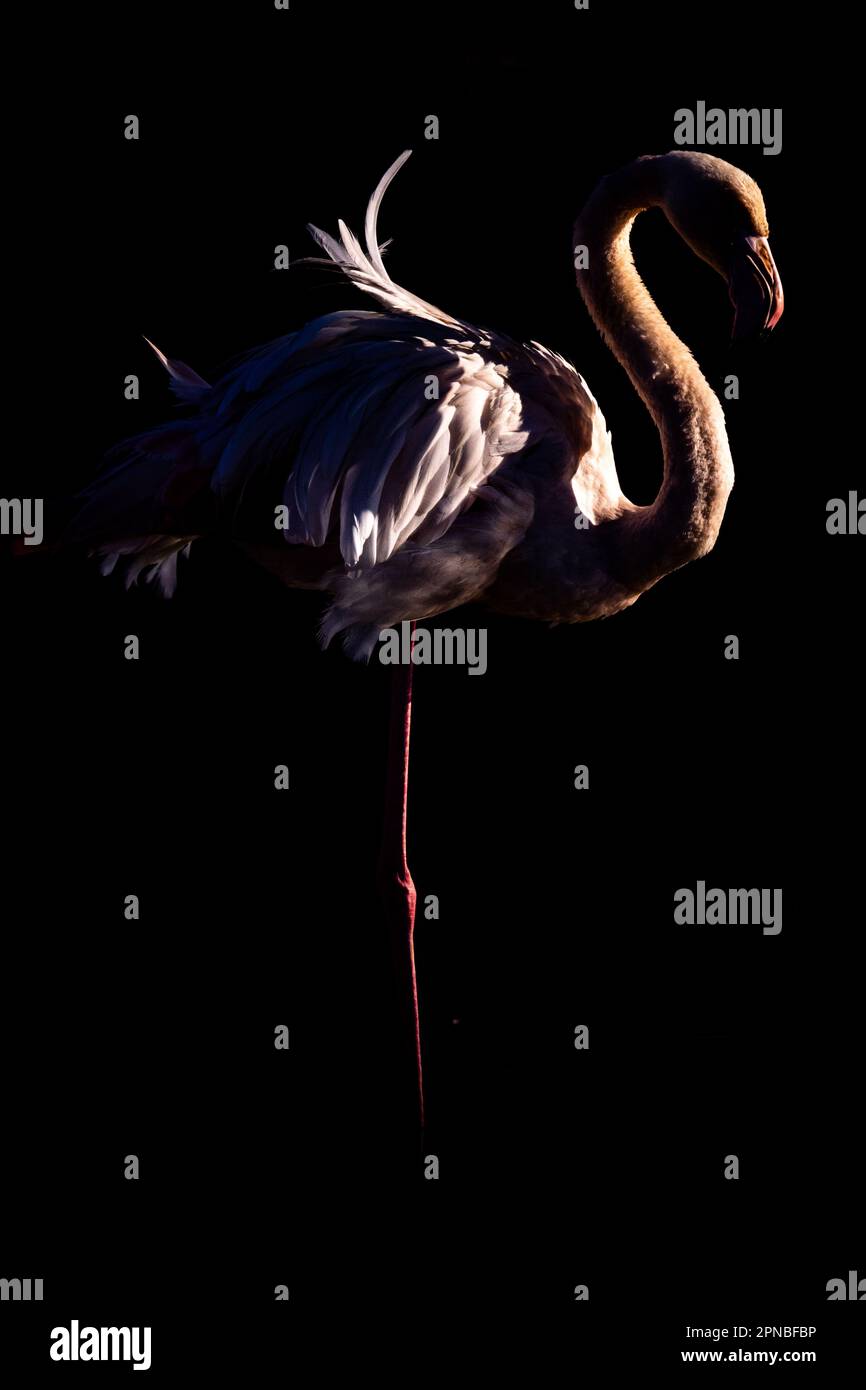 Side view of pink flamingo with long neck and legs standing against ...