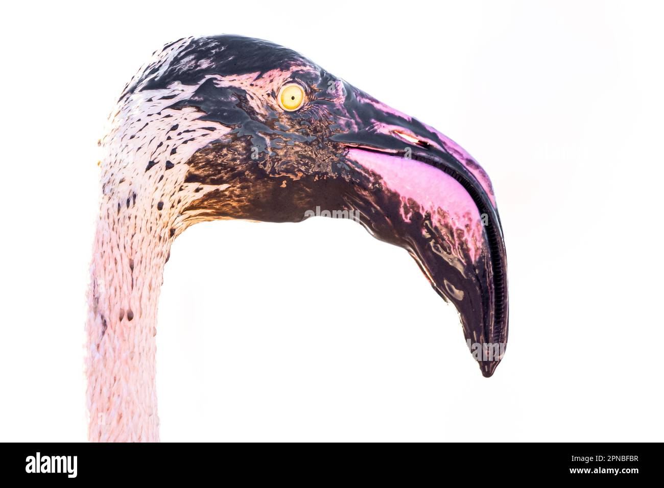 Side view of flamingo with pink plumage and muddy head looking away ...