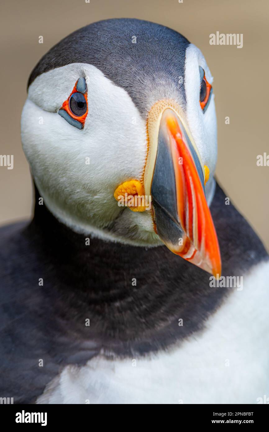 Black and white Atlantic puffin bird with blue eyes standing against ...