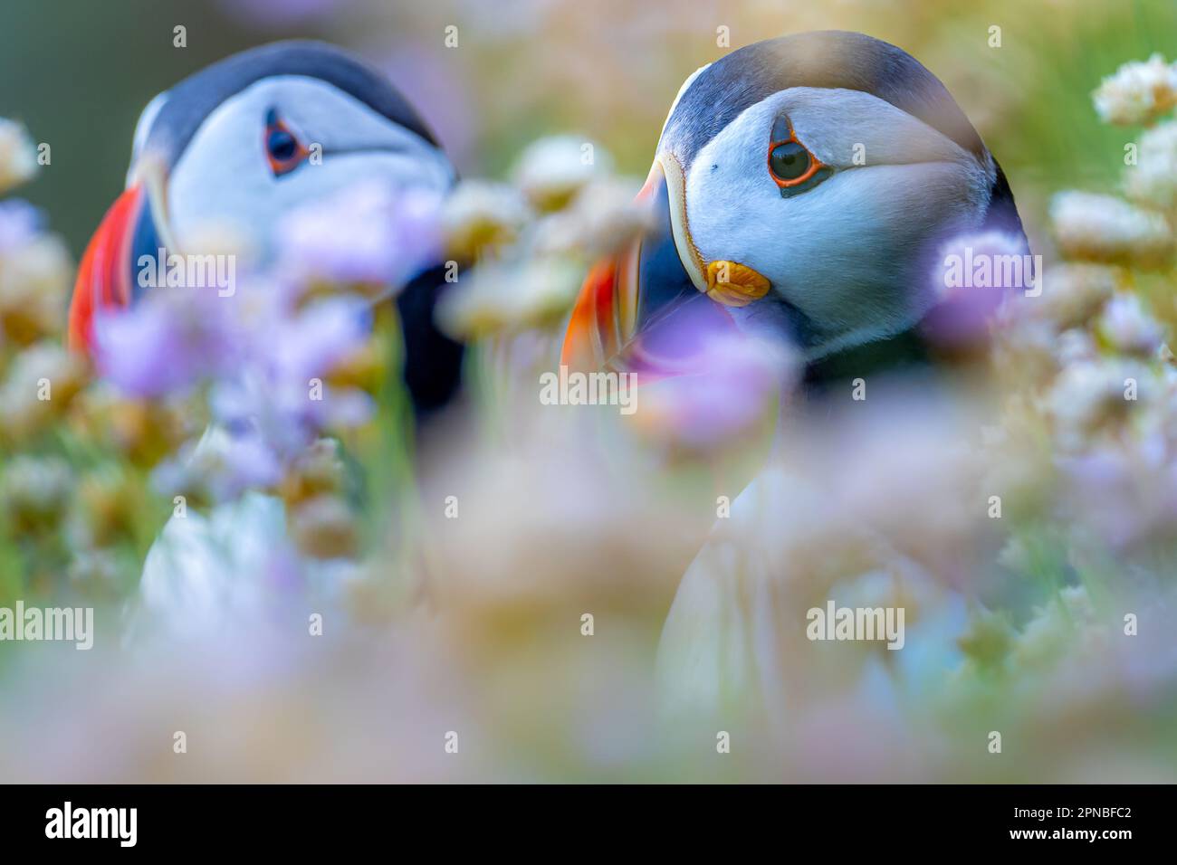 Blurred colorful Atlantic puffins amidst blooming flowers with green ...