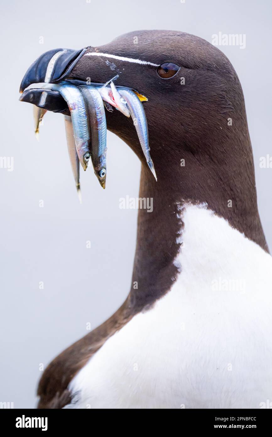 Razorbill side view hi-res stock photography and images - Alamy