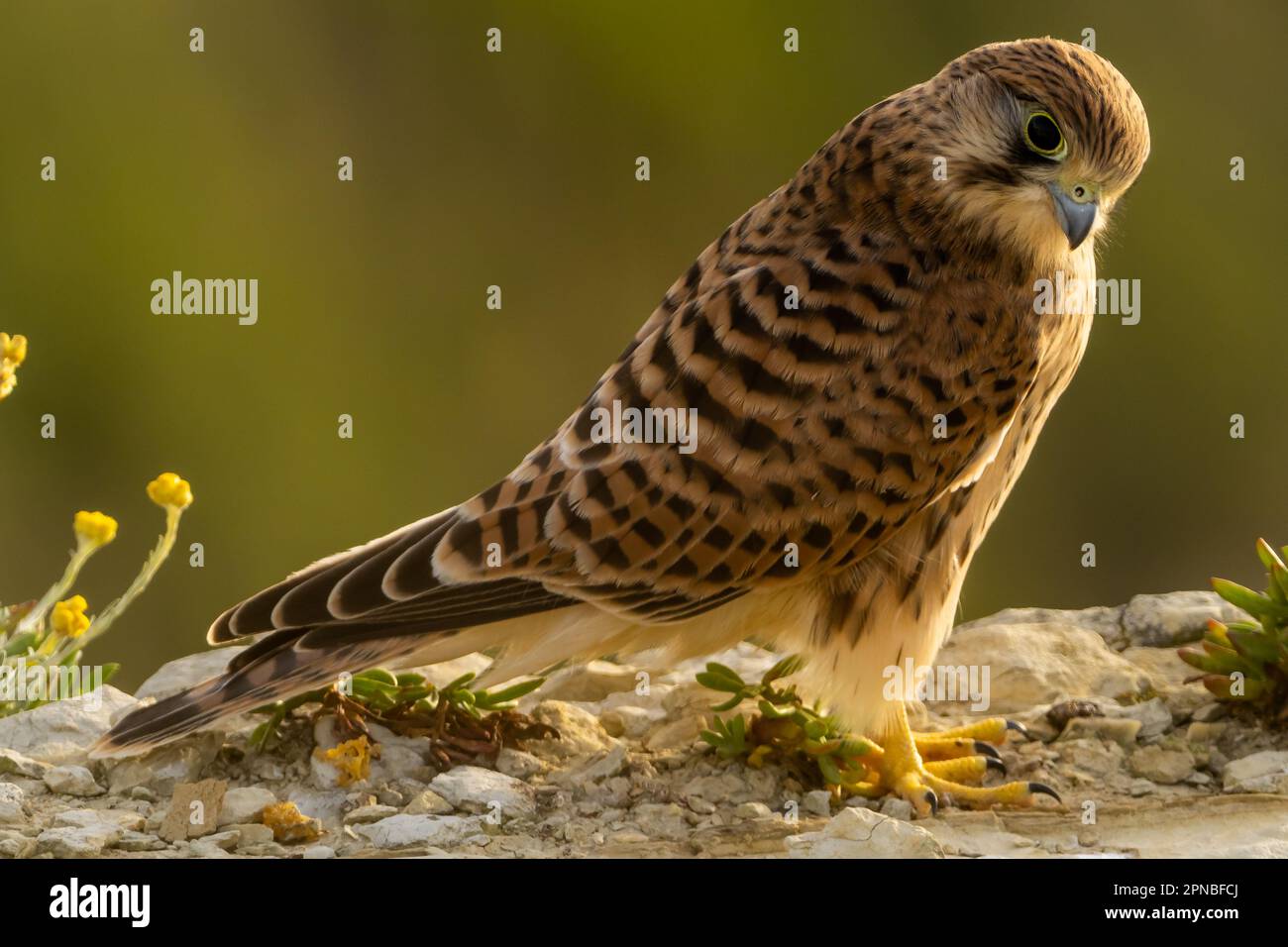 Side view of brown common Kestrel bird with black eyes looking down ...
