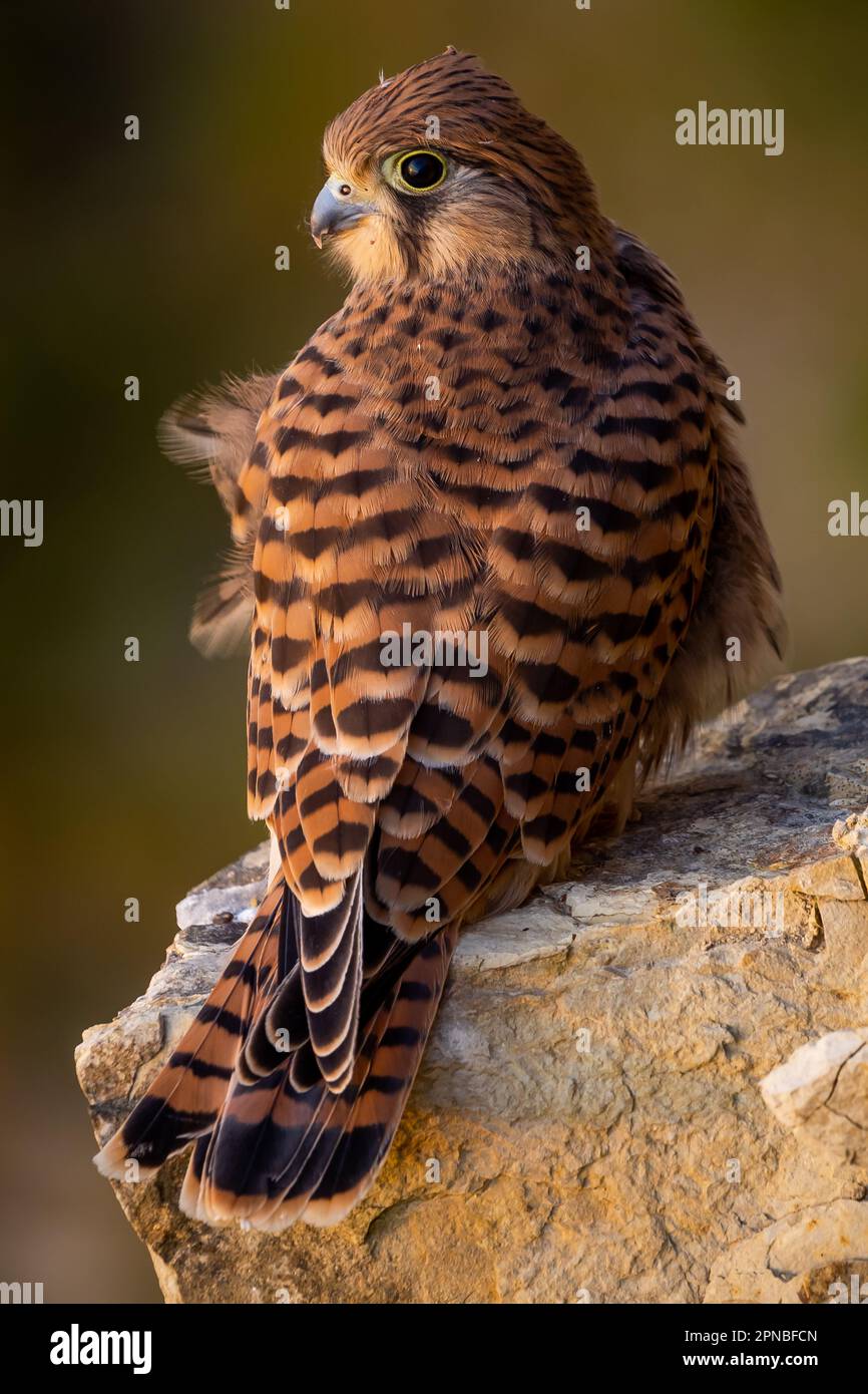 Back view of brown common Kestrel bird with black eyes looking back ...