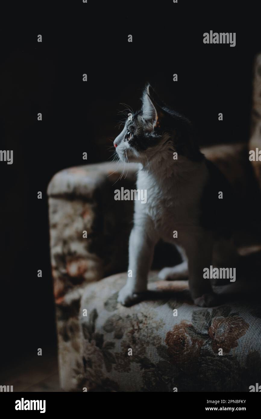 Dirty dusty black cat hi-res stock photography and images - Alamy