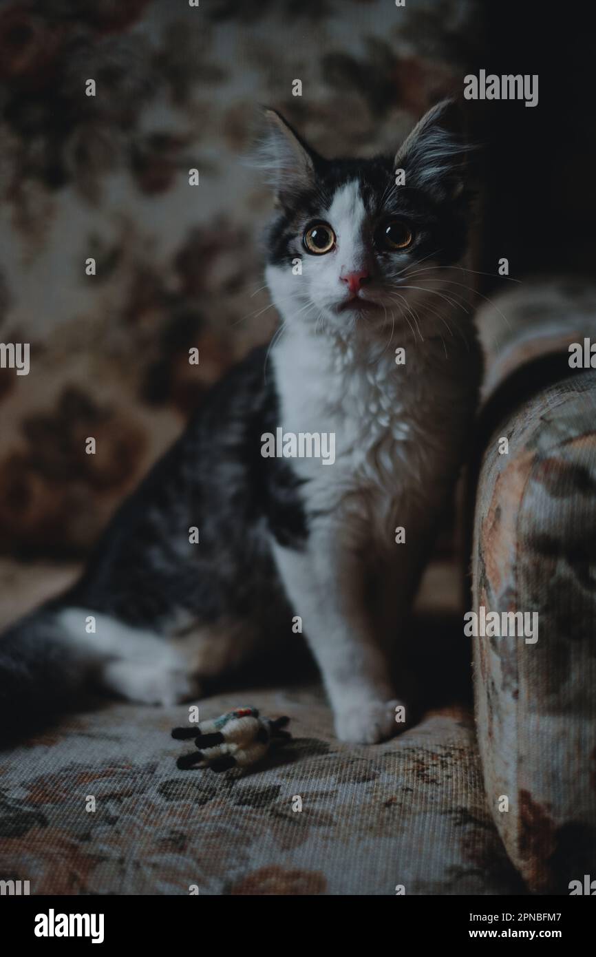Dirty dusty black cat hi-res stock photography and images - Alamy
