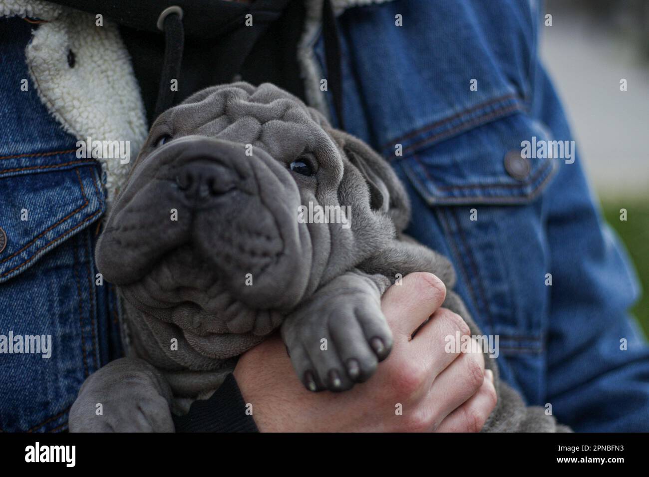 Shar pei dog love hi-res stock photography and images - Alamy