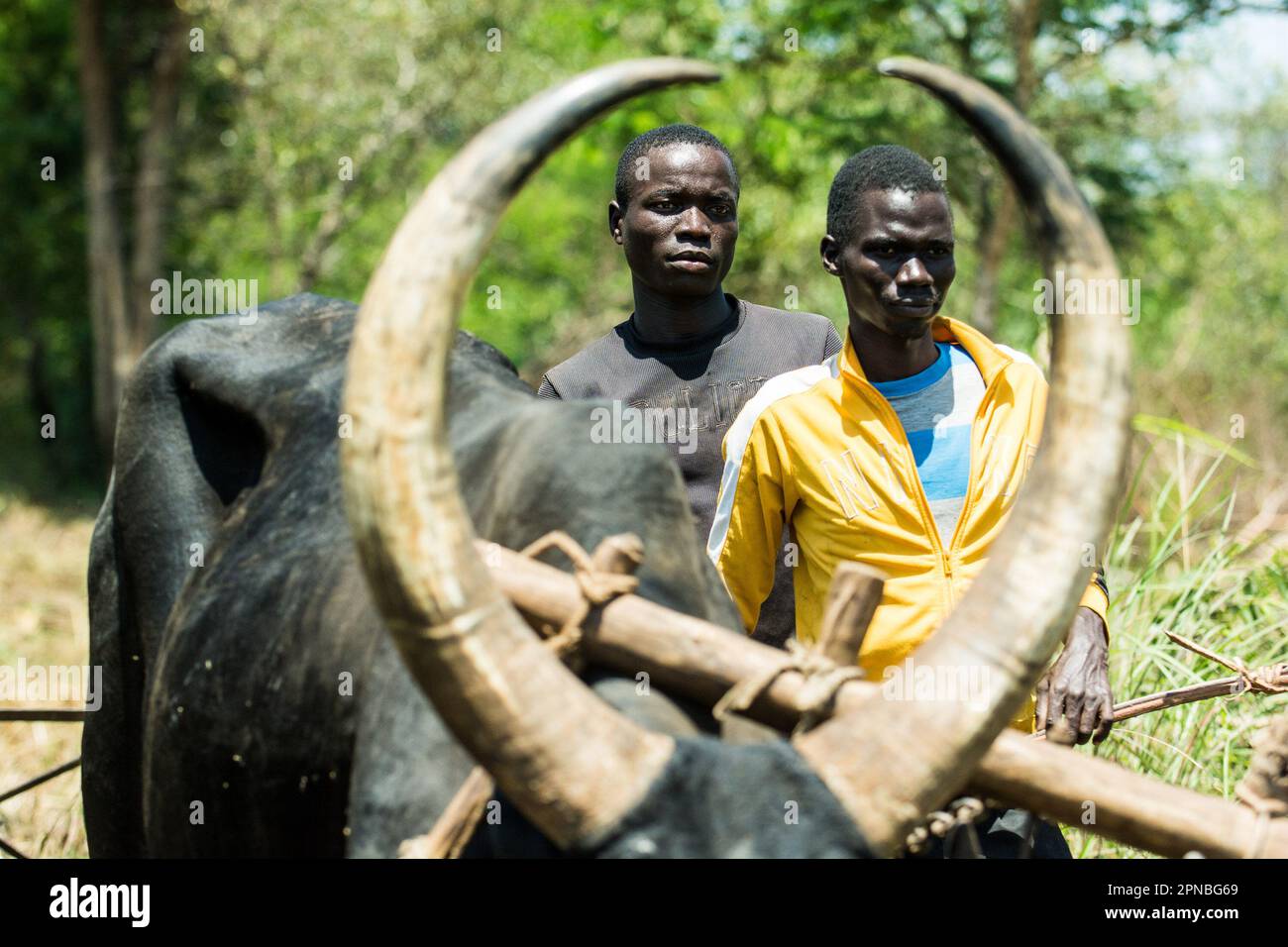 Men working as ox ploughs to clear the garden. Lamwo district. Uganda ...