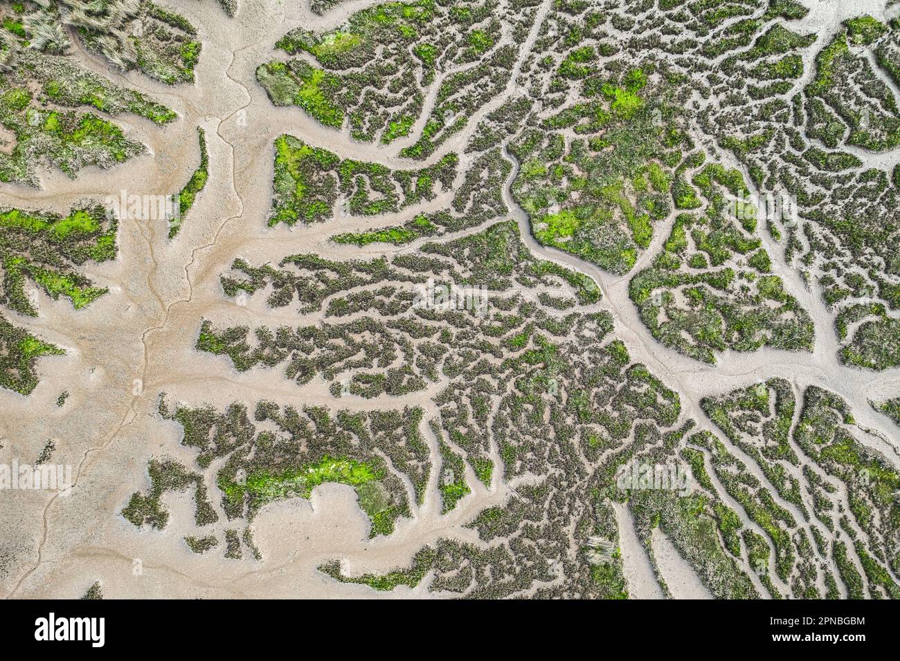 From above drone view of green lush with river estuary on wetlands ...