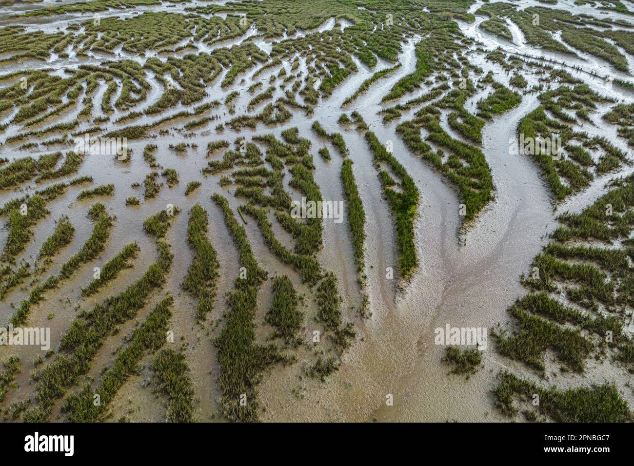 From above drone view of green lush with river estuary on wetlands ...