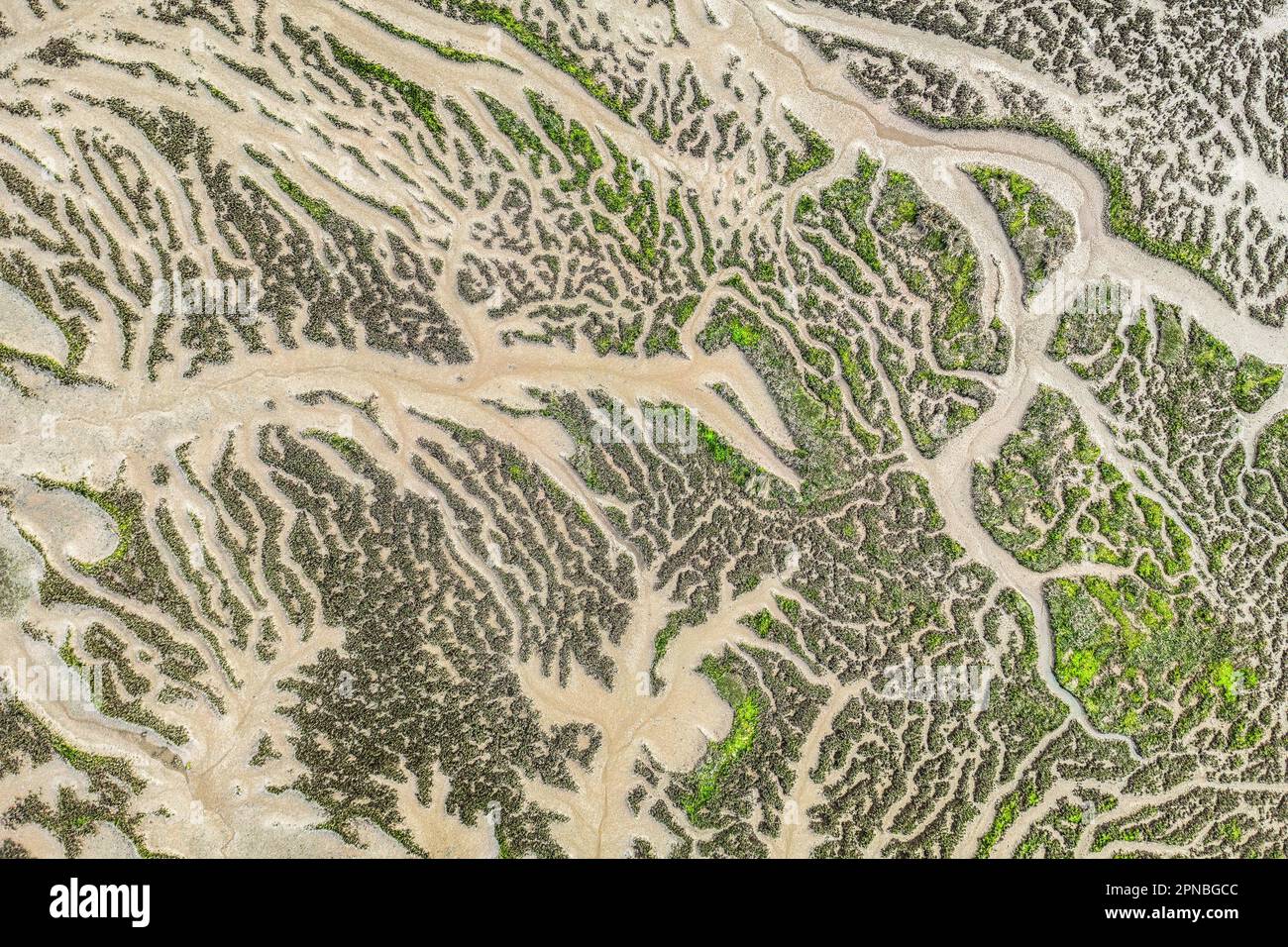 From above drone view of green lush with river estuary on wetlands ...