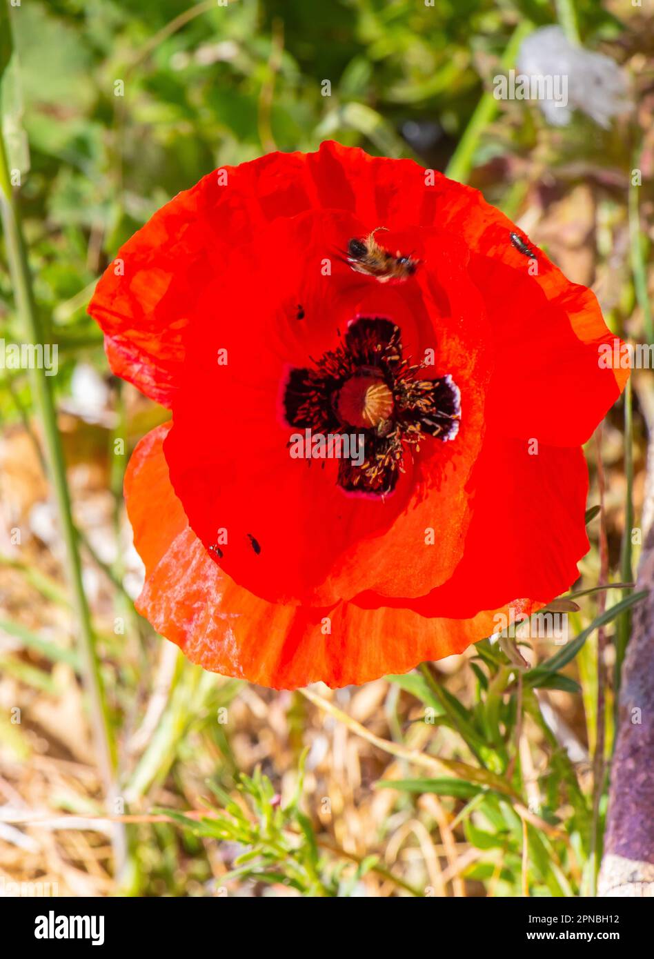 The Common Poppy: A Beautiful and Symbolic Plant Stock Photo - Alamy