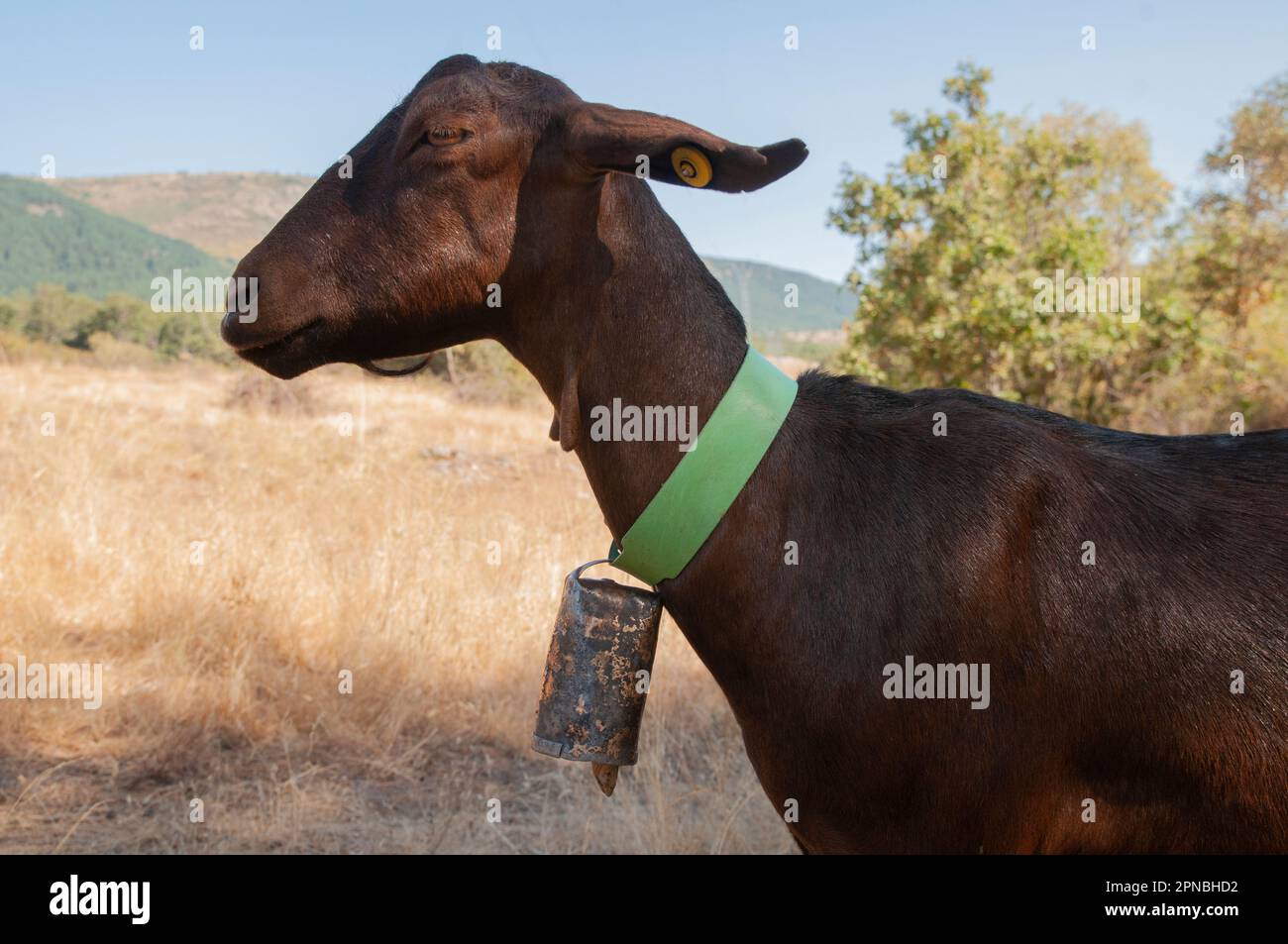 Side view of dark brown malaguena goat with bell tied to neck with ...