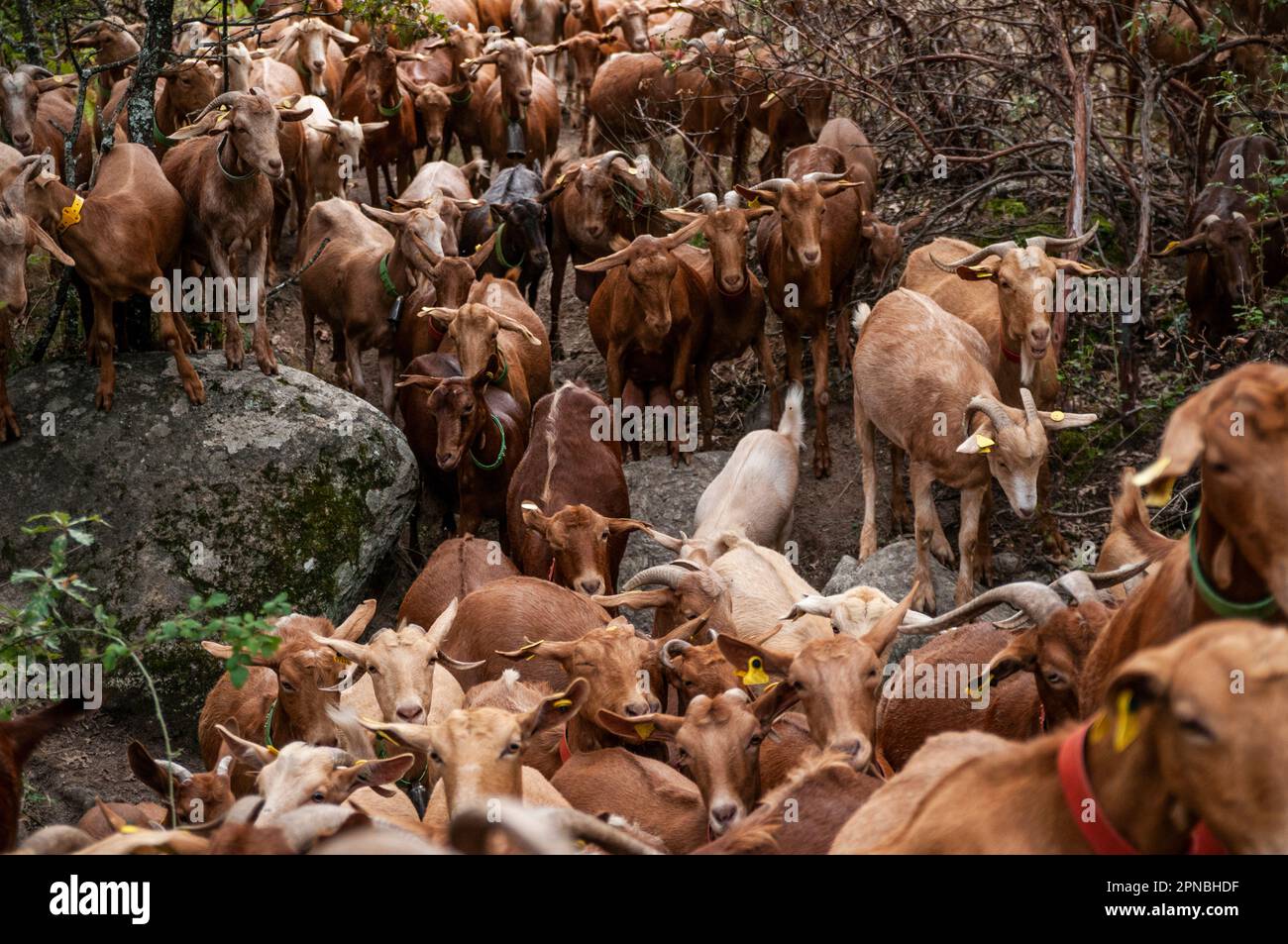 Malagueña hi-res stock photography and images - Alamy