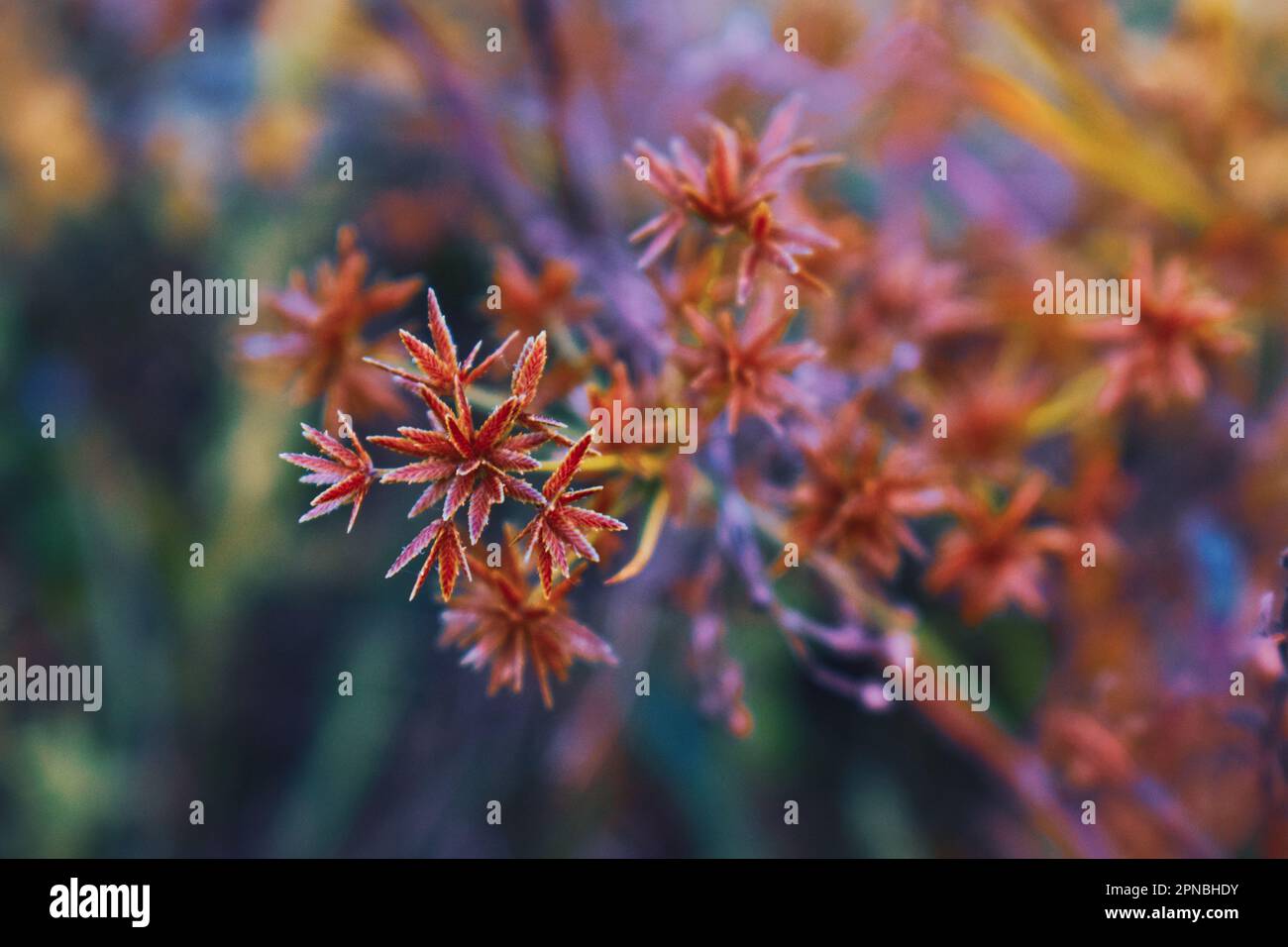 Grass vector design hi-res stock photography and images - Alamy