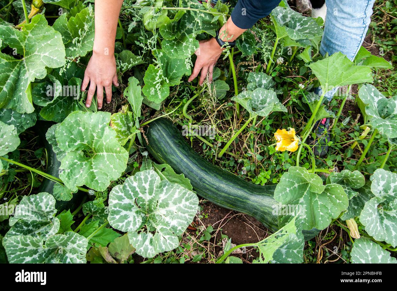 Top view of unrecognizable farmer in full sleeves collecting ripe ...