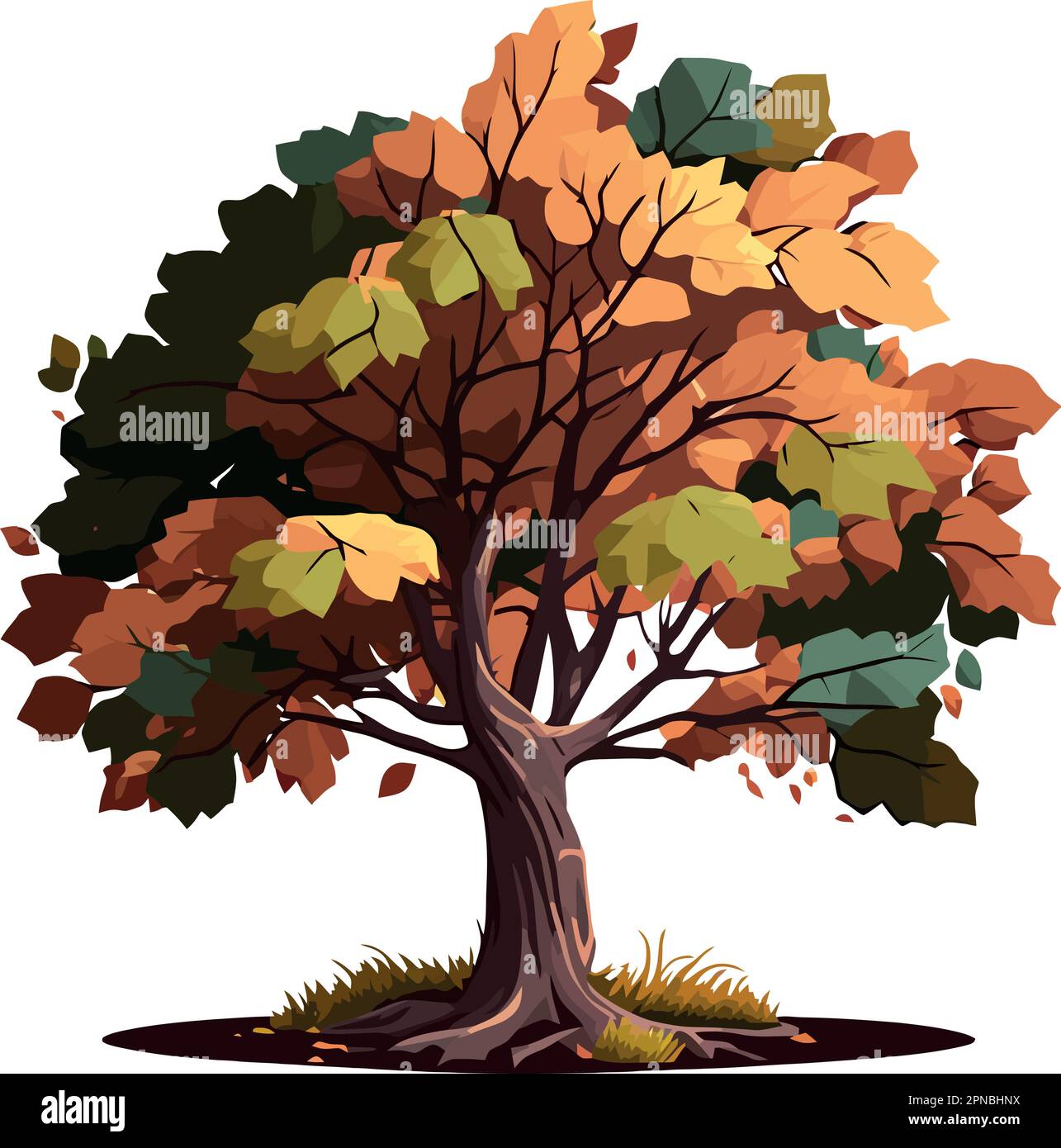 Beech tree dicotyledonous plant minimalist vector illustration Stock ...