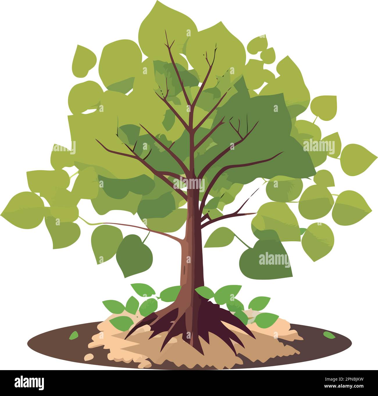 Beech tree dicotyledonous plant minimalist vector illustration Stock ...