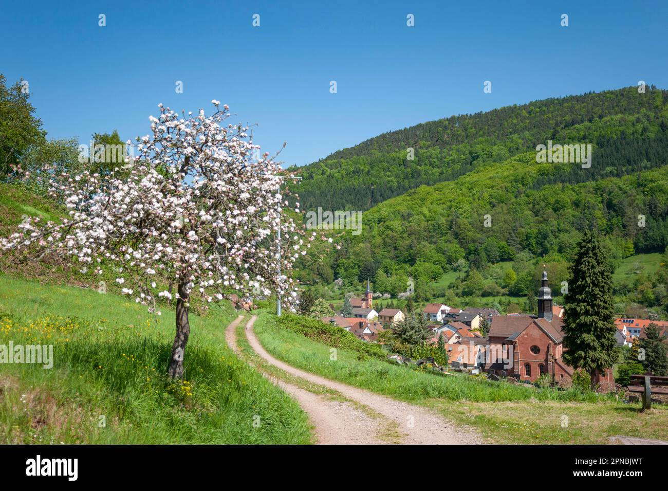 Landscape in the Palatinate Forest Nature Park and village with the ...