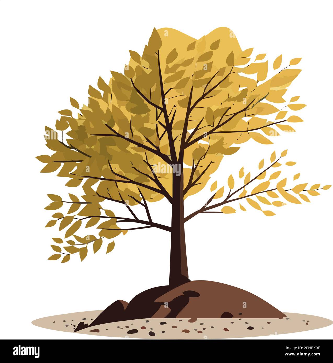 Beech tree dicotyledonous plant minimalist vector illustration Stock ...