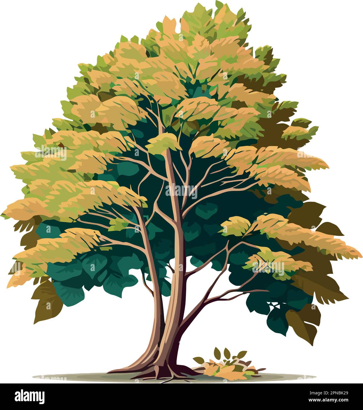 Beech tree dicotyledonous plant minimalist vector illustration Stock ...