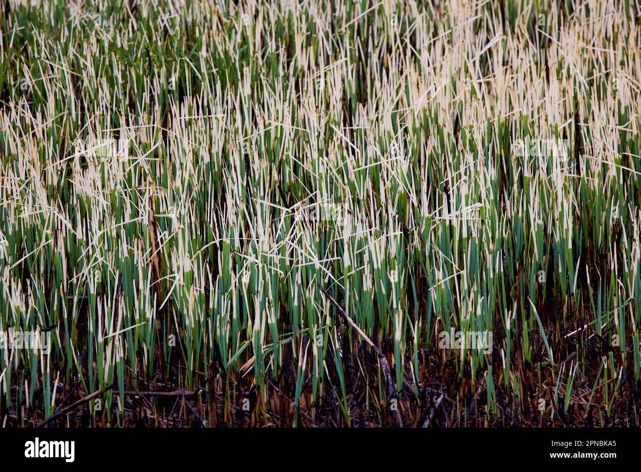 Burnt reeds hi-res stock photography and images - Alamy